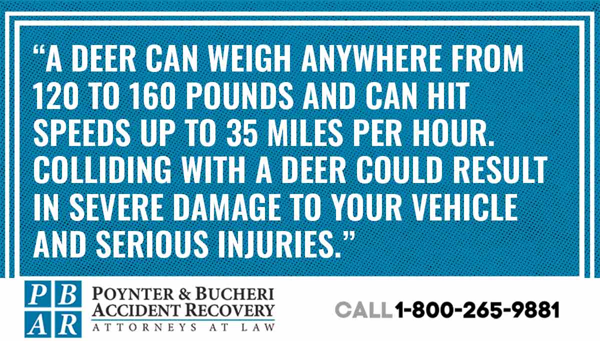 What to Do if You Hit a Deer